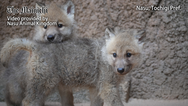 Videos - The Mainichi