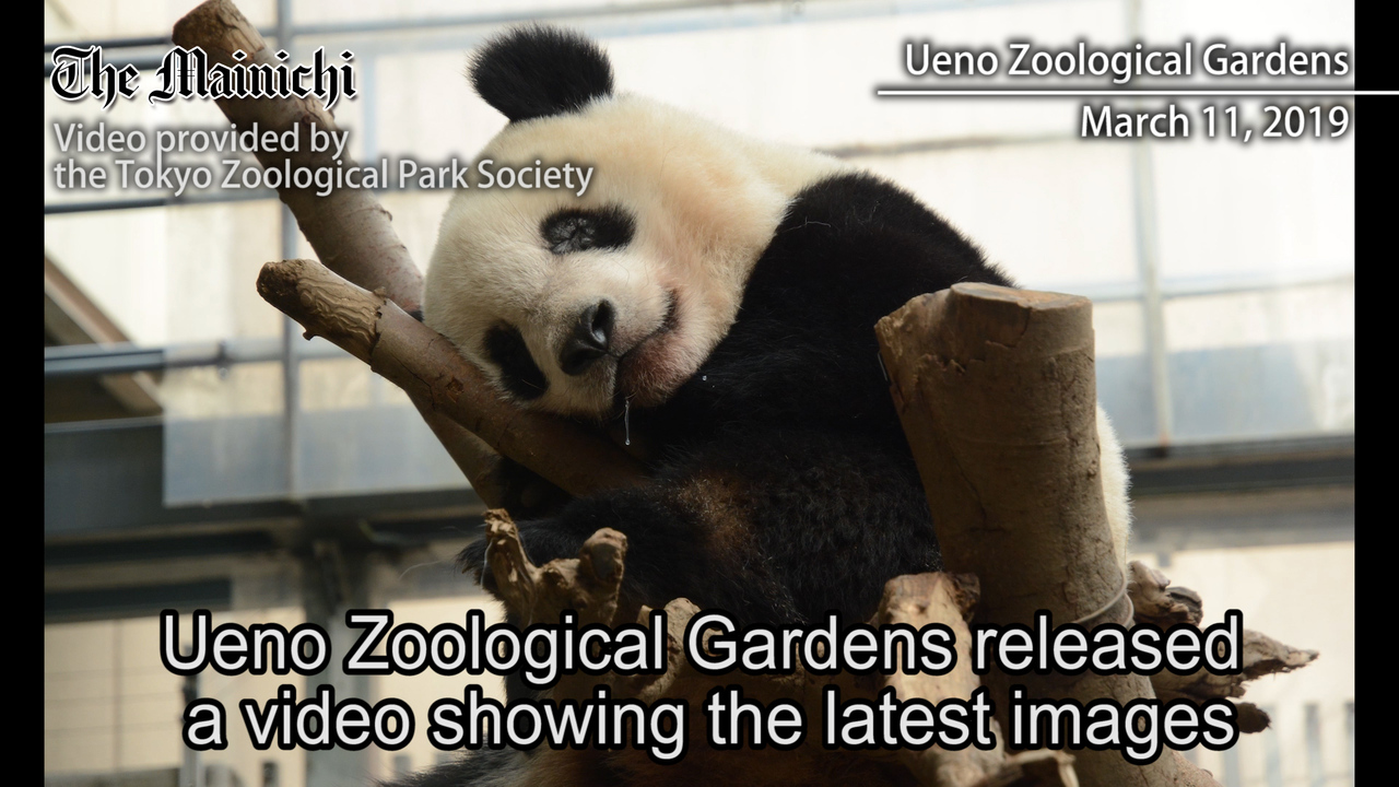 Drooling over Ueno zoo's giant panda cub Xiang Xiang - 毎日動画