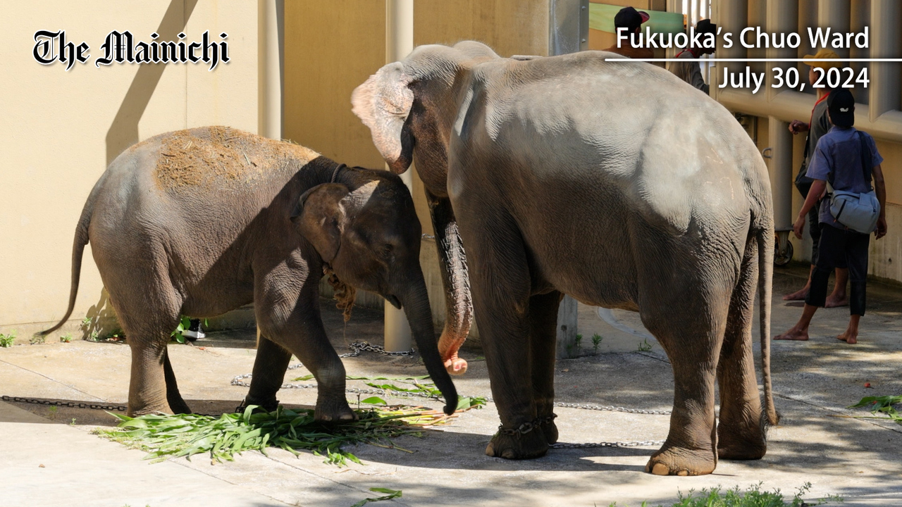 Easy Japanese news in translation: 4 elephants arrive at Fukuoka Zoo from Myanmar - 毎日動画