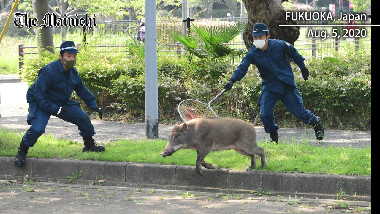 Wild boar leads police on hours-long chase through southwest Japan city ...